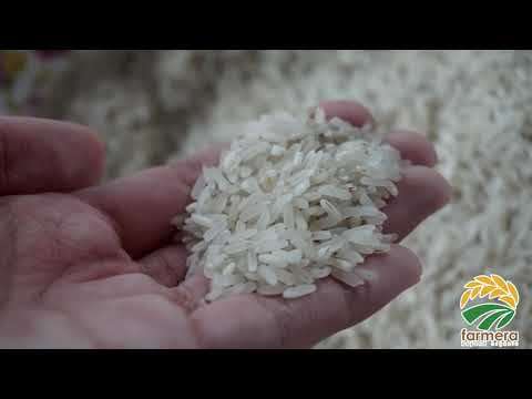 Post-Harvest Processing (Rice) - YouTube