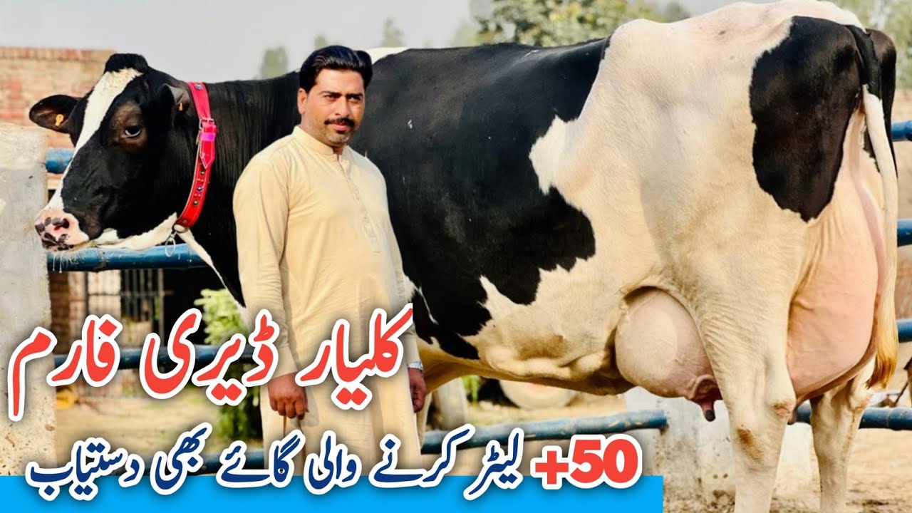 Kalyar Dairy Farm | 50+ Milking Cows | Pure HF cows | Friesian cross ...