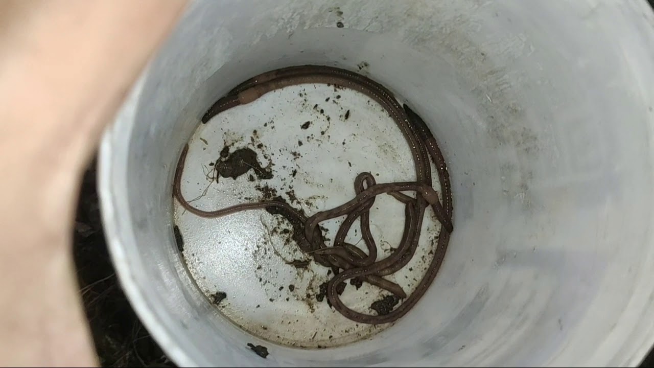 earthworm house - YouTube
