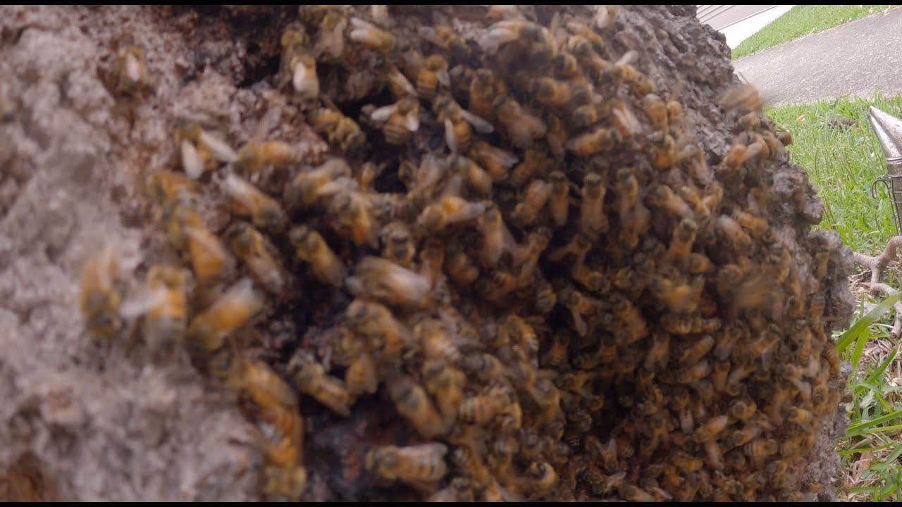 How To Remove a Bee Hive From a Tree - YouTube