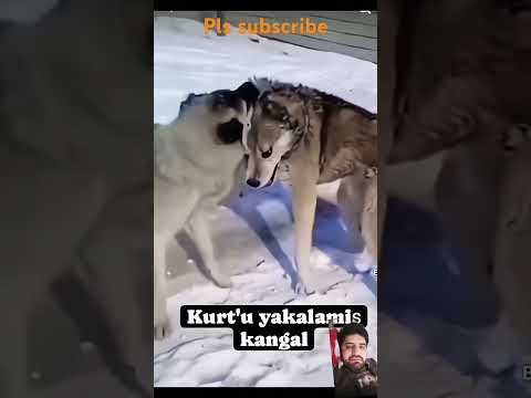 kangal vs wolf #kangal #animals #tiger #music #remix #youtubeshorts #shorts #animallife #comedy