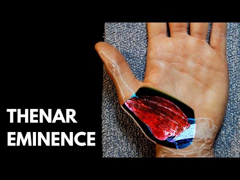 Thenar Eminence Anatomy Thenar Eminence Muscles Hi Res Stock