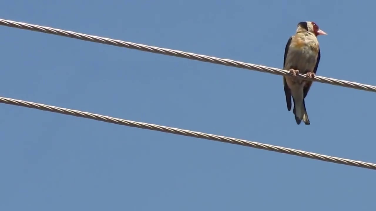 Wild Goldfinch in Palestine الحسون في فلسطين (عروس التركمان) - YouTube