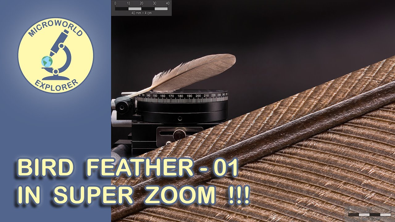 Bird's Feather under the Microscope. Unseen World in SUPER ZOOM! - YouTube