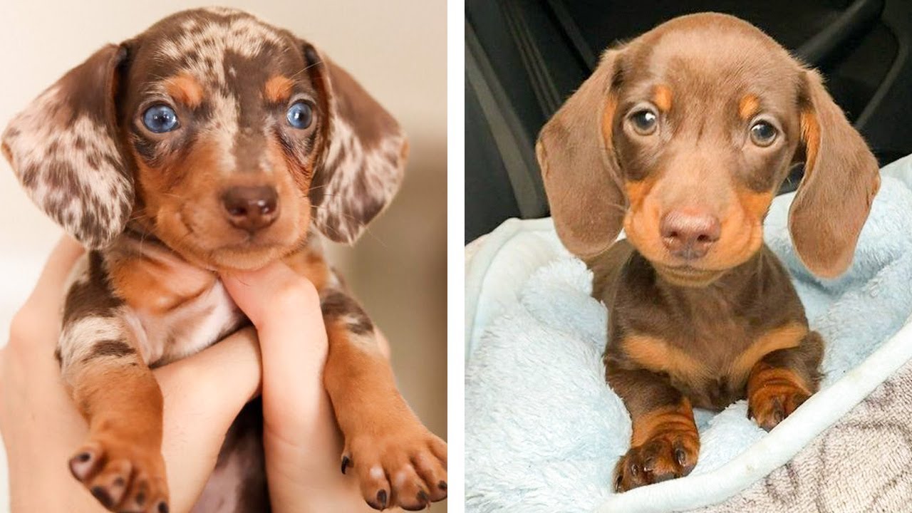 These Dashshund Puppies Are So Cute!🥰😋 Let's See What These Puppies ...