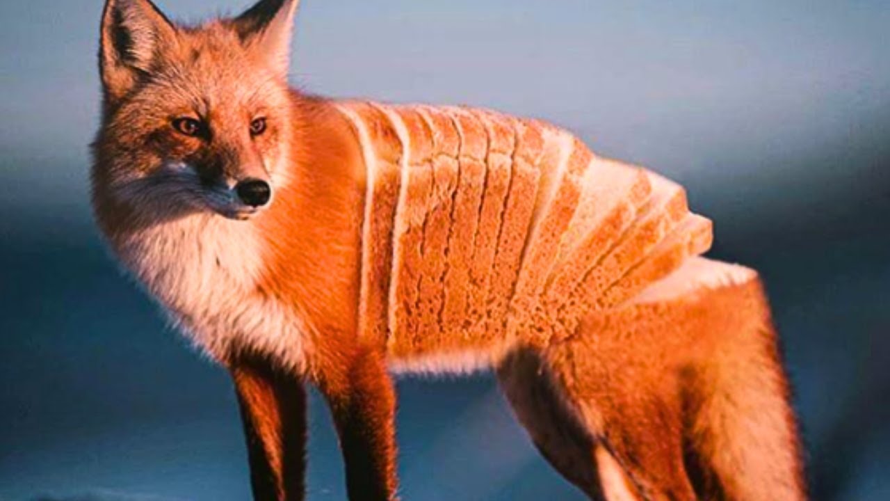 Bread Fox meme - YouTube