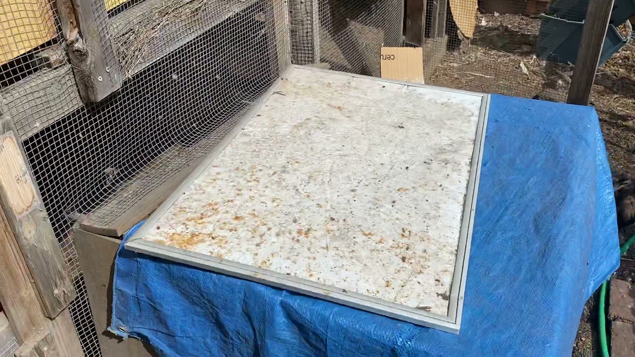 #2 Reason : Duck Poop 💩 Makes Great Fertilizer for a Thriving Garden ...