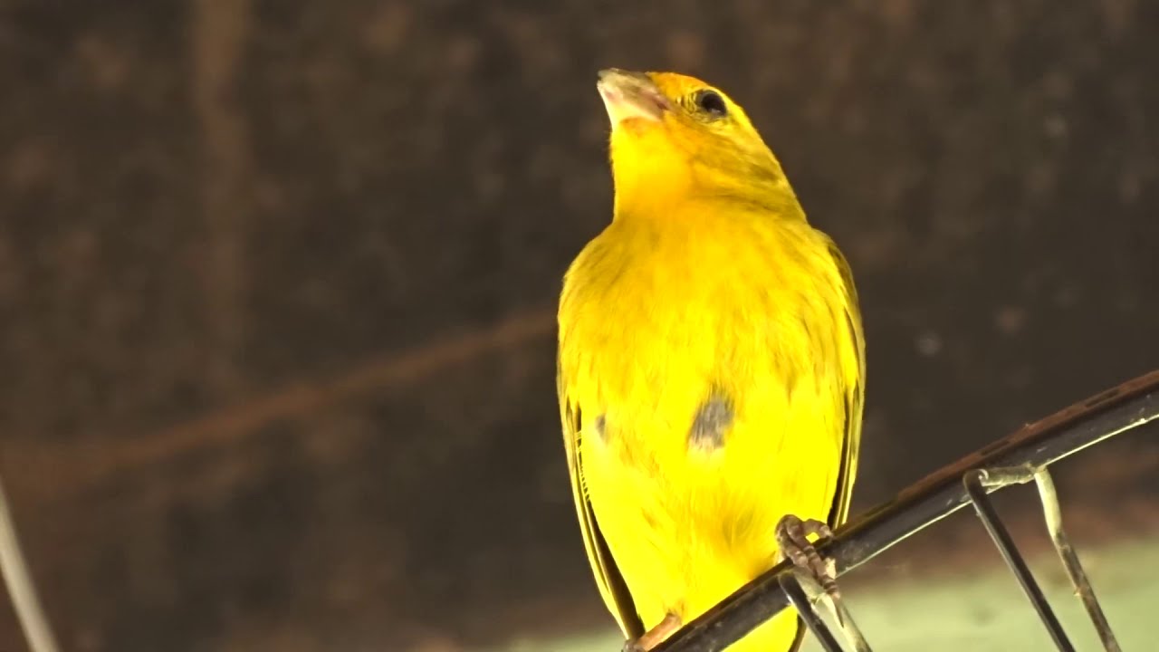 Canário da Terra com uma cor muito intensa - YouTube
