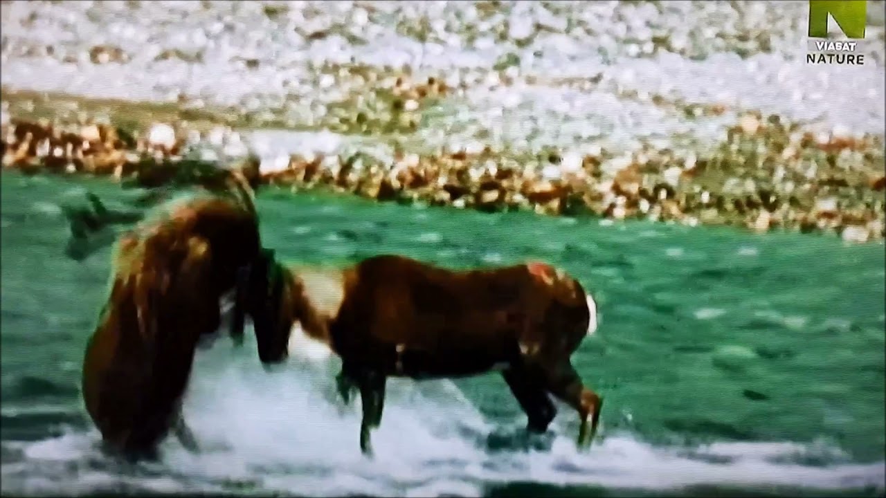 Grizzly Bear vs Caribou Fight - Rare Footage - YouTube