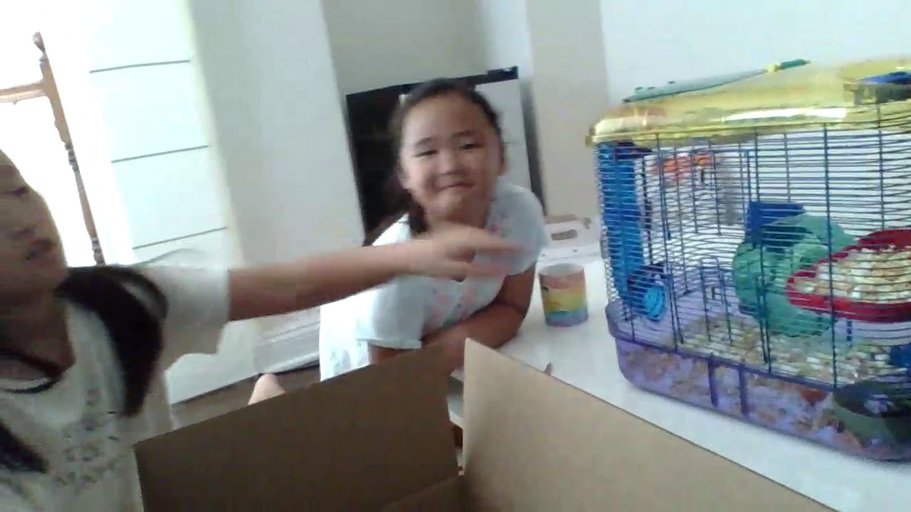 taming robo hamsters! - YouTube