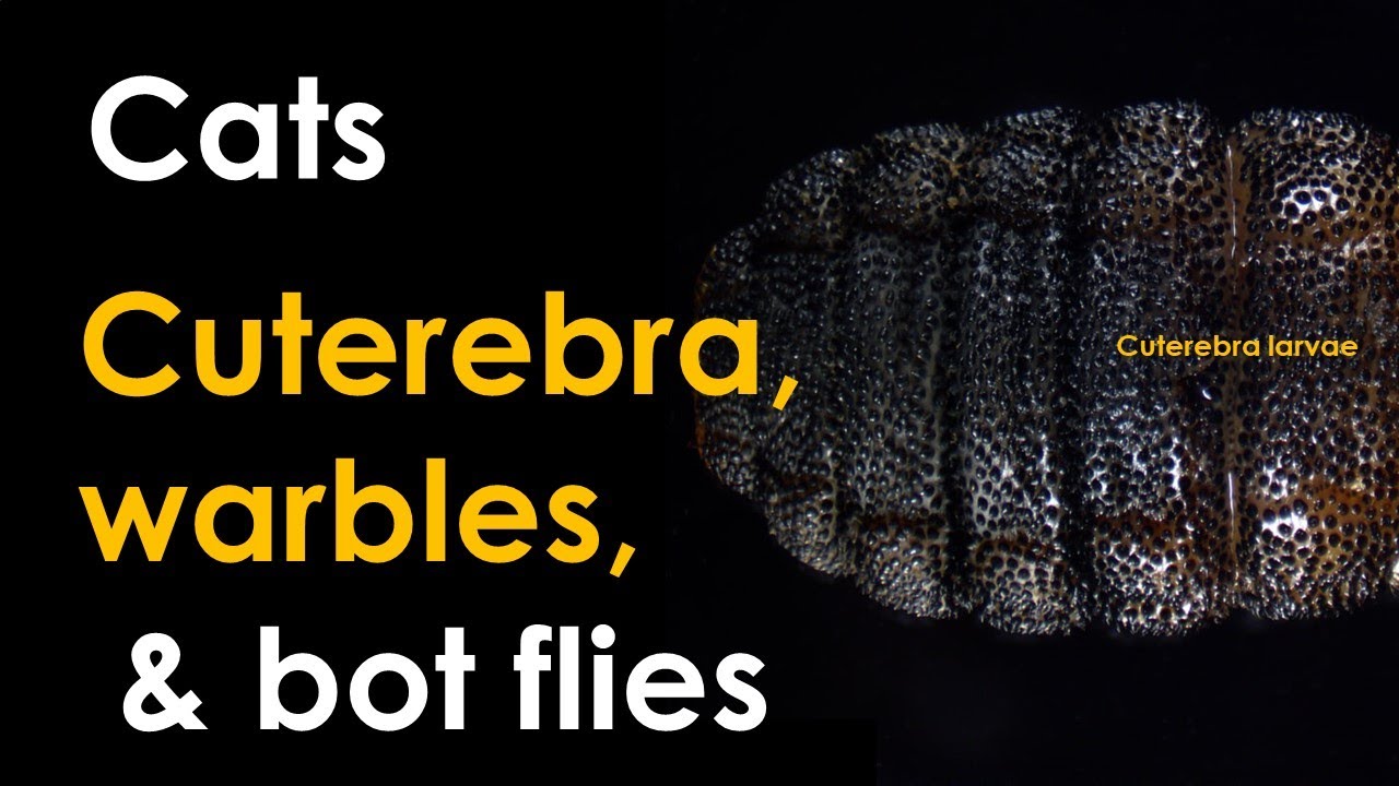 Cats, Cuterebra, bots, & Warbles - YouTube