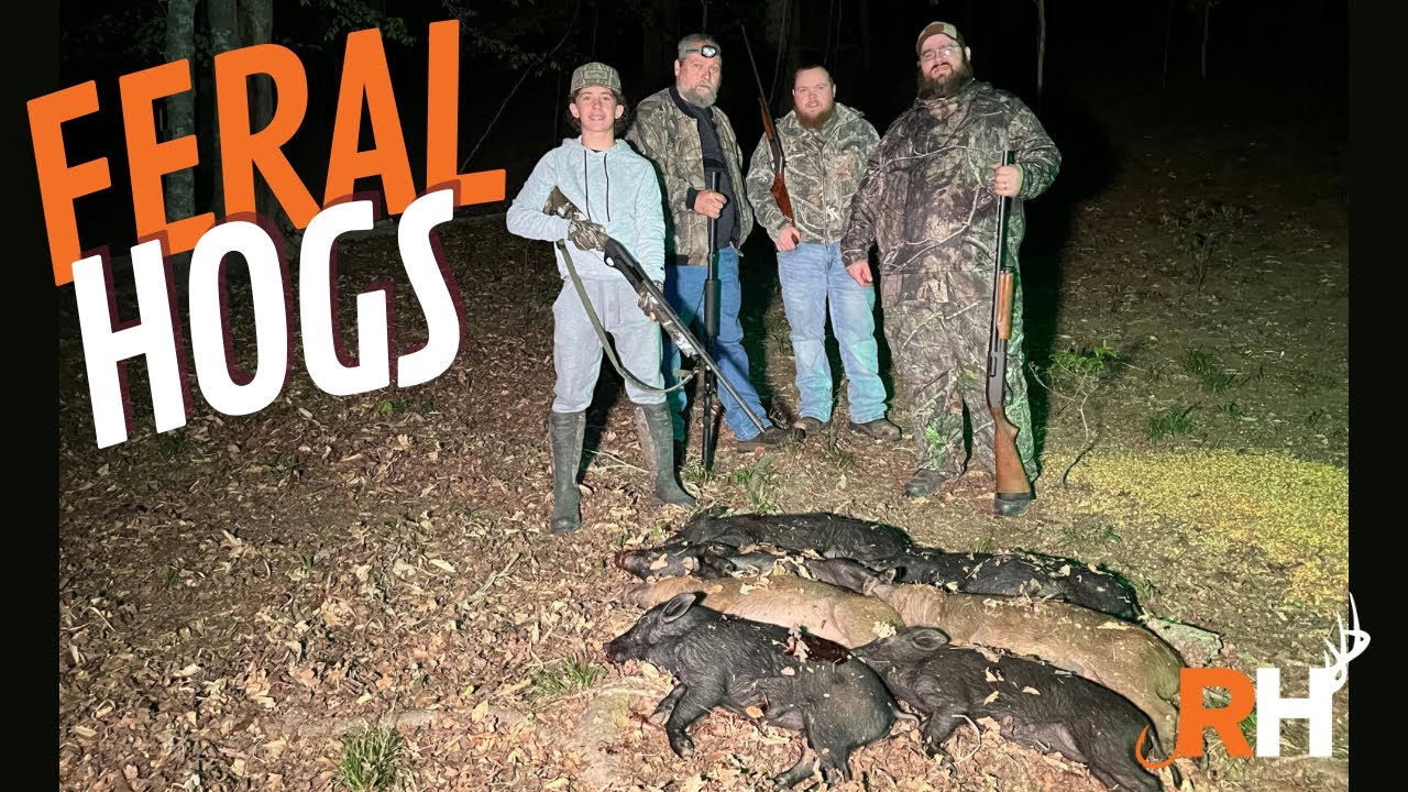 Wild Hog Eradication | 8 Hogs Down - YouTube