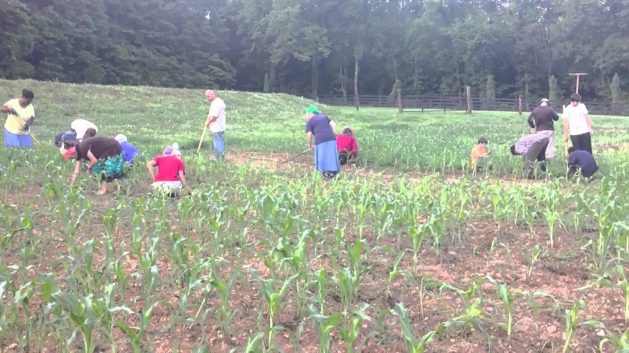 Corn field early Sunday morning - YouTube