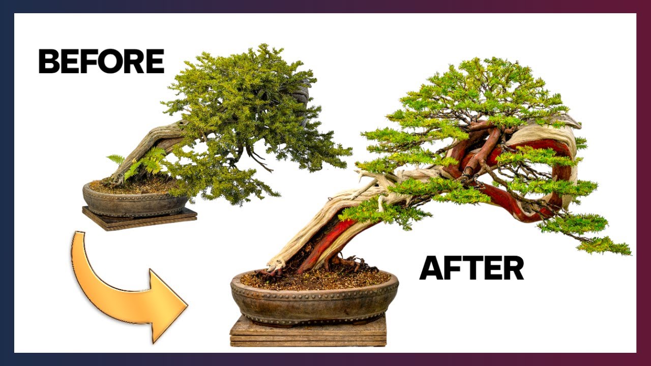 Bonsai Transformation: 120-Year-Old Wild-Grown Taxus (Yamadori) - YouTube