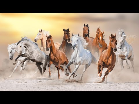 Horses running faster | Horse running sound effect - YouTube