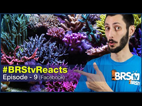 Facebook #BRStvReacts: Wait until you see a lazy starfish, yellow brain coral, & 6-sided tank!