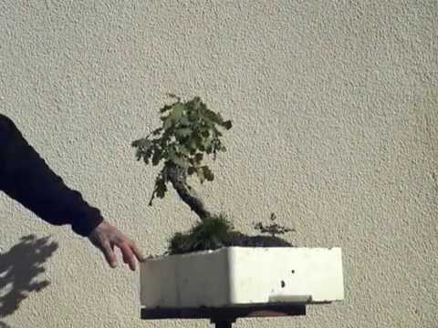 Hrast Cer - Quercus cerris yamadori - YouTube