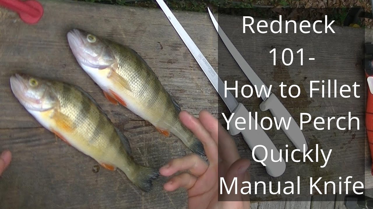 Redneck 101- How to Fillet Yellow Perch Quickly Manual Knife - YouTube
