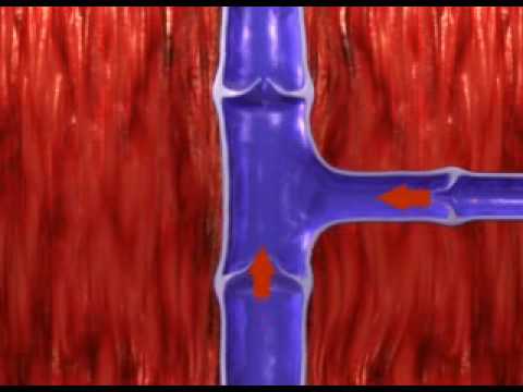 vein muscle pump - YouTube