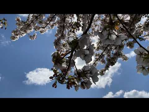 Cherry (Prunus 'sunset boulevard') - flowers in the sun - March 2022