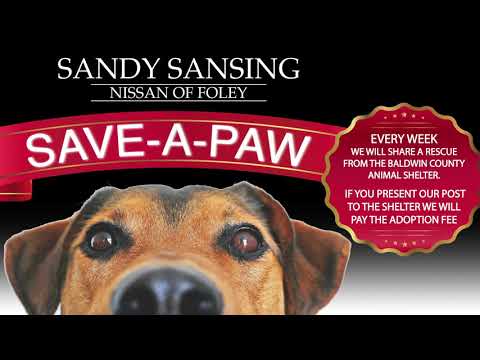 Save a paw week 3 - YouTube