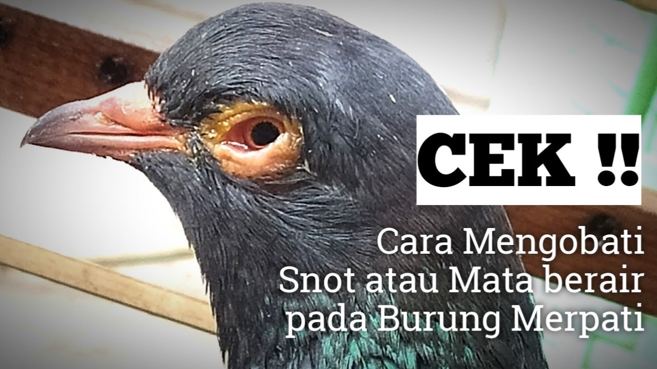 Cek ! Tips dan Cara Mengobati Snot atau Mata Berair Pada Burung Merpati ...