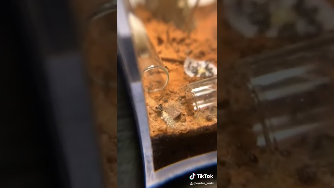 Silverfish vs. Cockroach: Spot the Difference, Stop an Infestation ...
