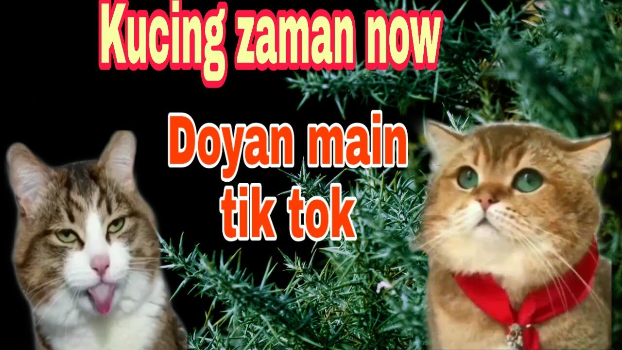 Kucing lucu main TIK TOK 😻😂#2 - YouTube
