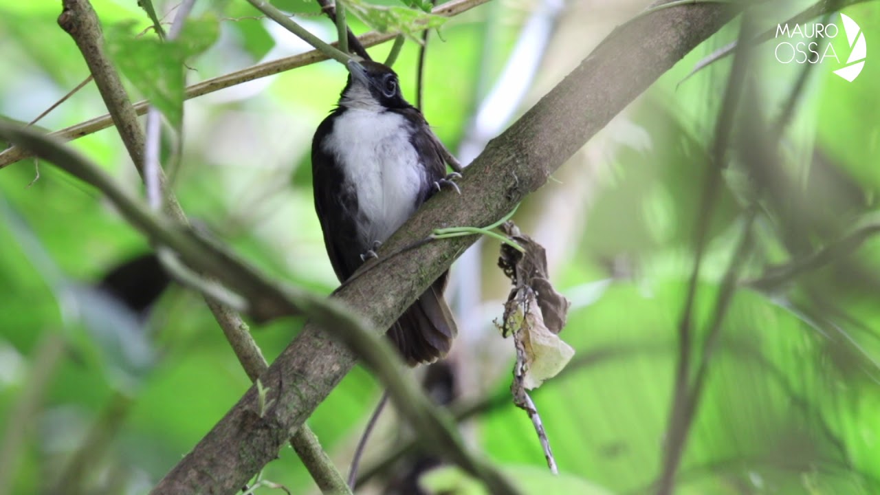 Hormiguero Bicolor/Bicolored Antbird/Gymnopithys bicolor - YouTube