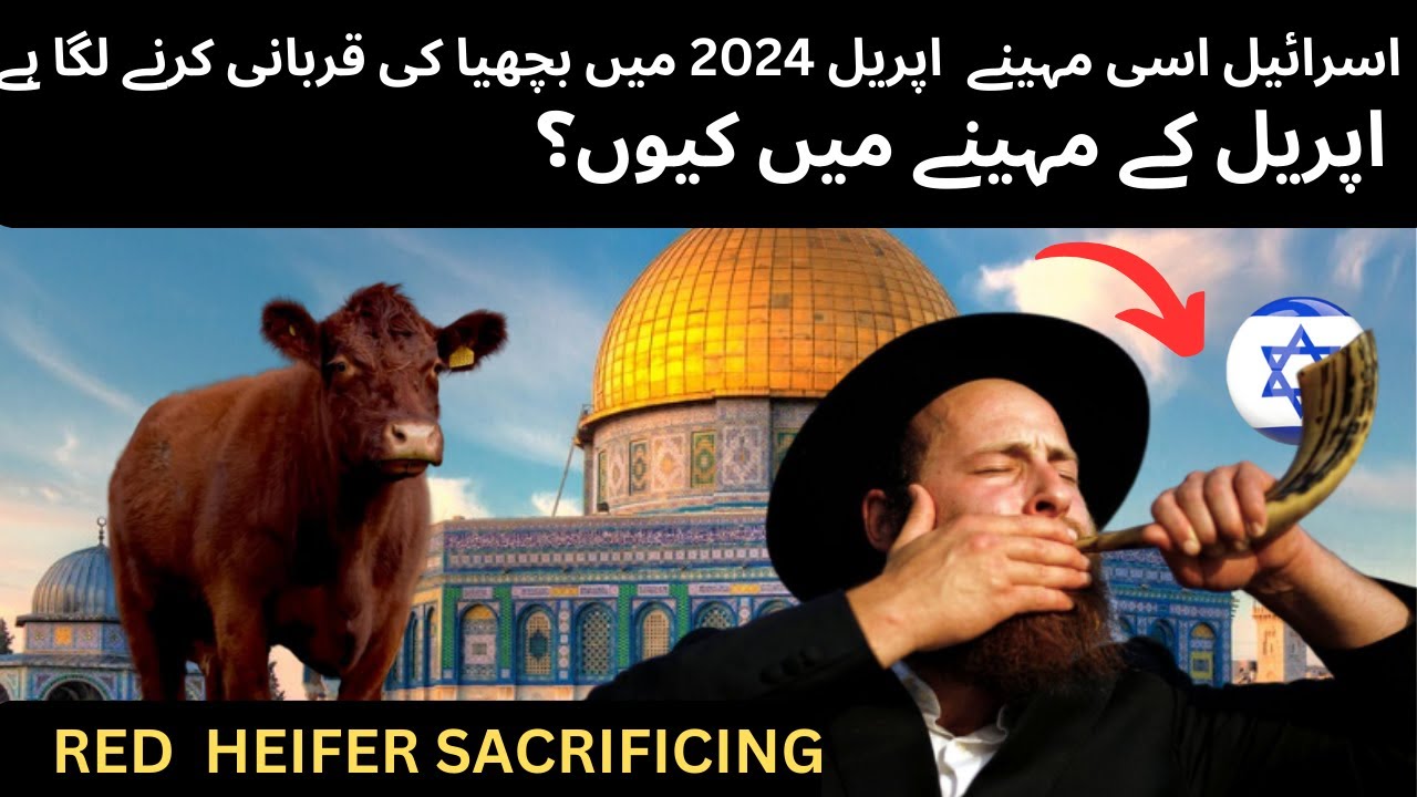 The Red Heifer Sacrifice In Israel On This April 2024 | Wahag tv - YouTube