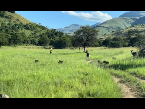 Ohrigstad Dam 2 - Tierwelt on the track - YouTube