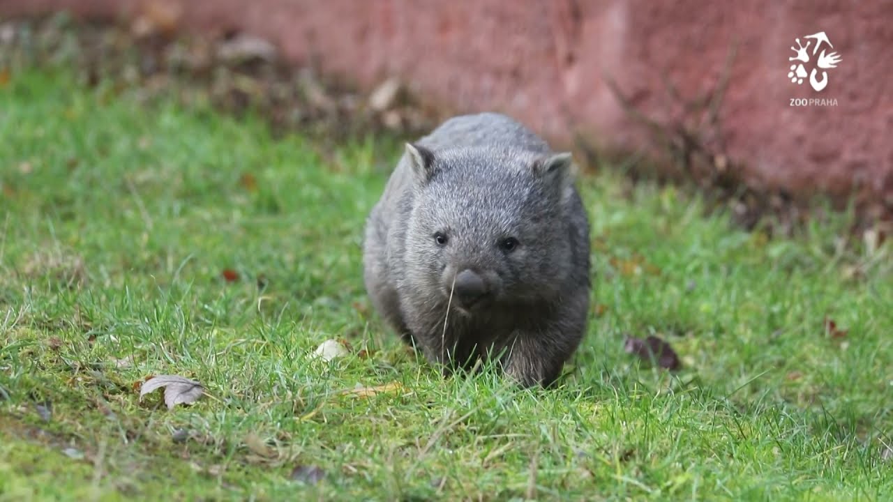 V Zoo Praha je první vombat! - YouTube