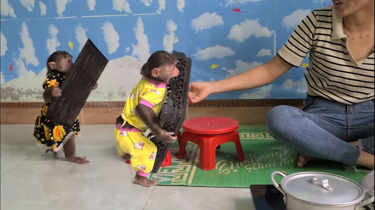 Two smart Mimi Kuku monkeys holding baskets to help Mom uproot peanuts ...