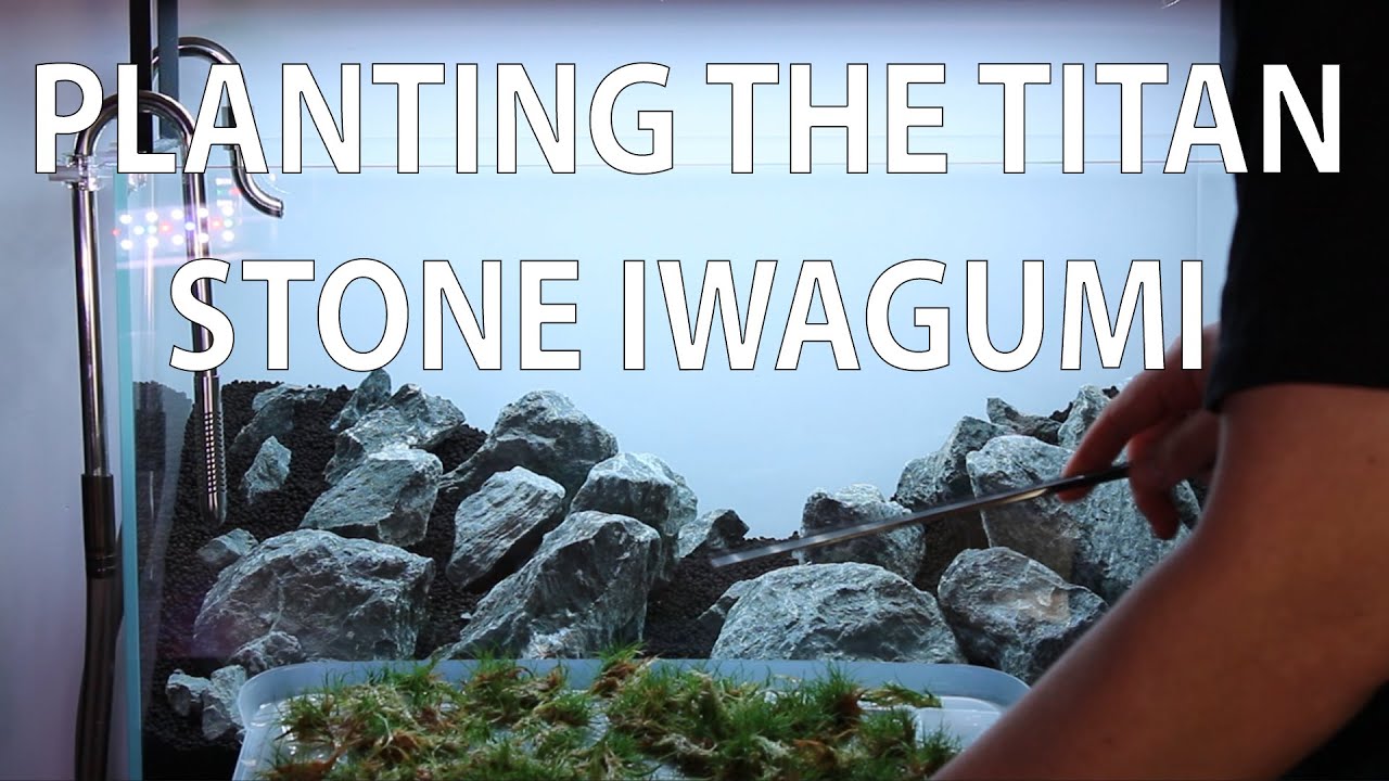 Planting the Titan Stone Iwagumi Layout - YouTube