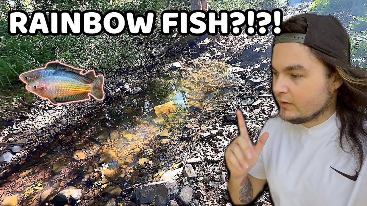 Catching Rainbow Fish & Swordtails in a Drying Creek Puddle! 🌊🐟 - YouTube
