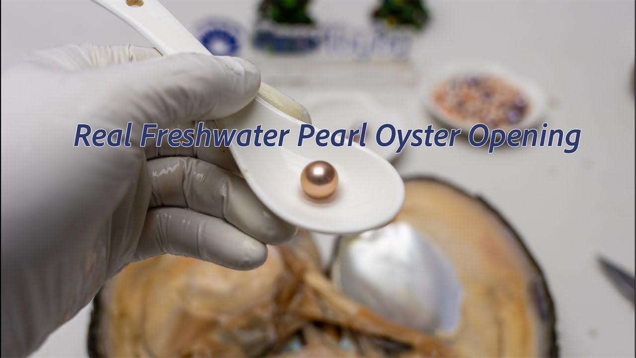 ASMR Fresh Water Pearls Clam Opening to Find a Pearl, from Oysters ...