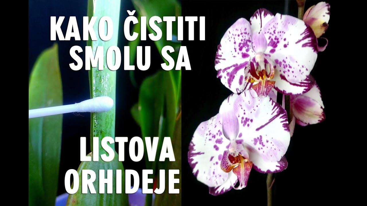 Kako očistiti smolu sa orhideja - Sretne kapi - Happy sap - YouTube