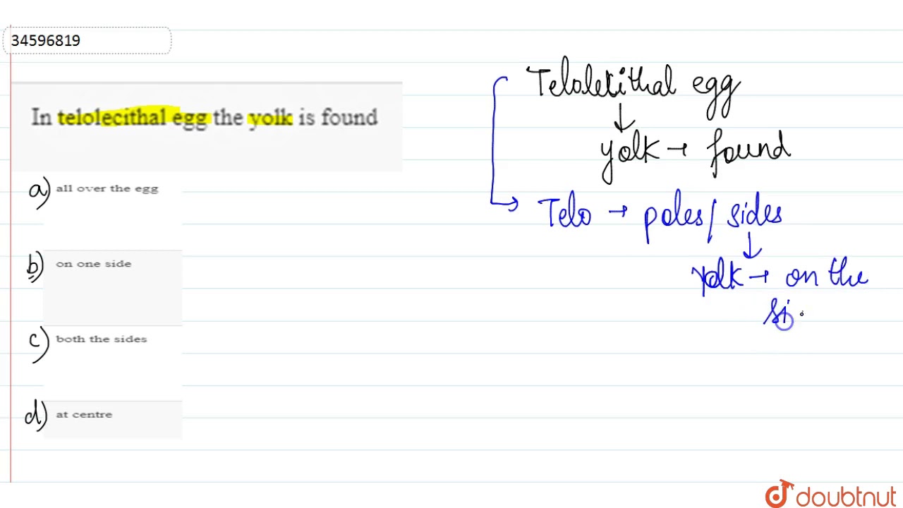 In telolecithal egg the yolk is found - YouTube
