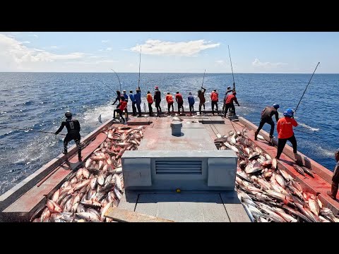 Full video of catching tuna by pole-and-line🎣 - YouTube