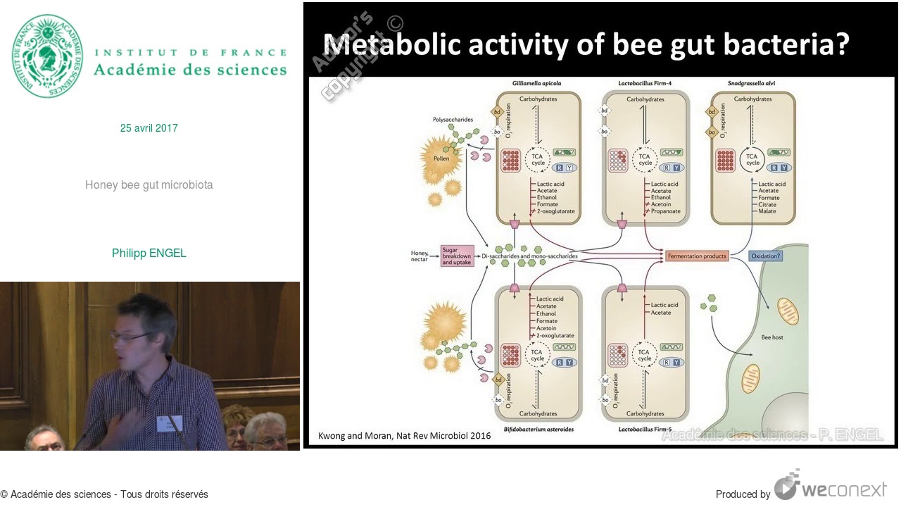 [Conférence] P. ENGEL - Honey bee gut microbiota - YouTube