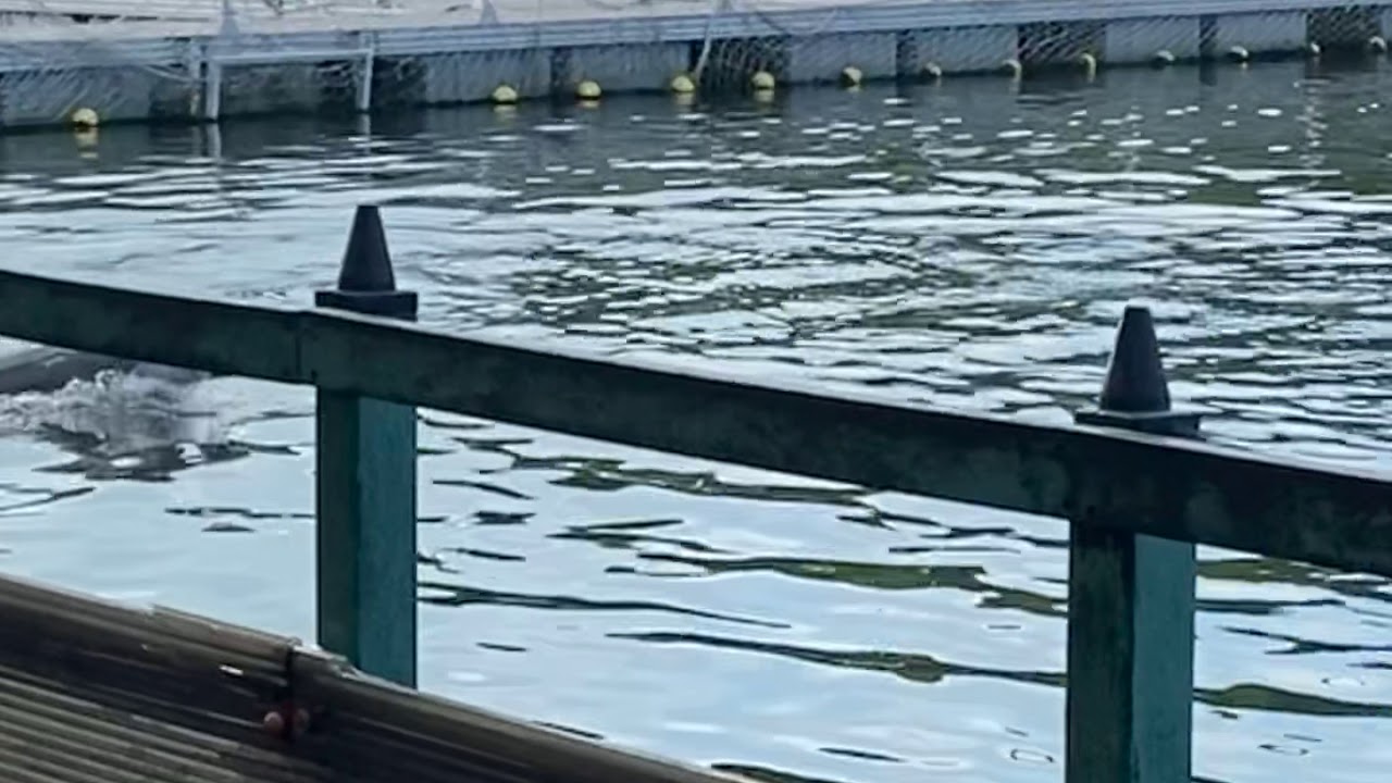 Dolphin playing basketball - YouTube