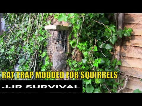 Rat Trap Modded For Squirrels - YouTube