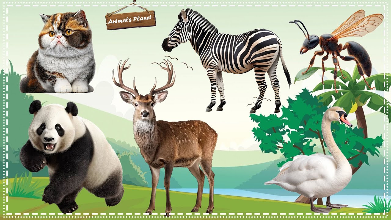 Familiar Animals Life: Cat, Zebra, Panda, Swan, Bee, Sika deer - YouTube