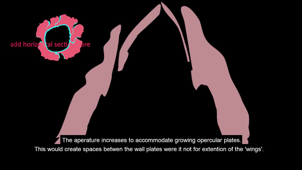 Barnacle Growth Illustrated: How barnacles grow. - YouTube