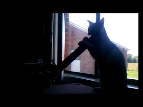 Missy Vs. Vacuum Funny Video