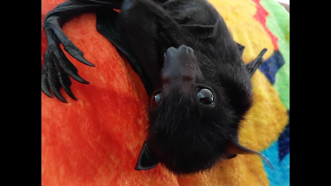 The Batty Truth What It's Like Taking A Video Of Bat Pups. ️🦇 ️ - YouTube