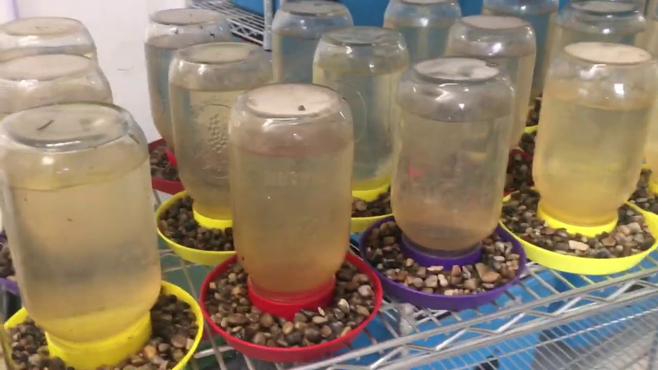 How I like to prep to change cricket waterers - YouTube