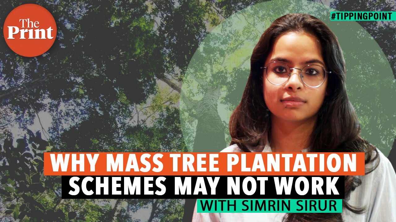 Can mass tree plantations help reduce climate change? Simrin Sirur with ...