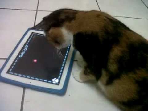 game for cats (capok) ipad 2