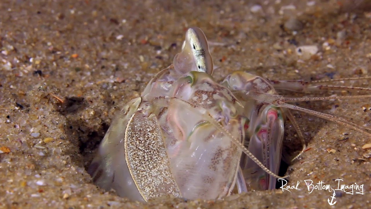 Creature Feature: Scaly-Tailed Mantis Shrimp - YouTube